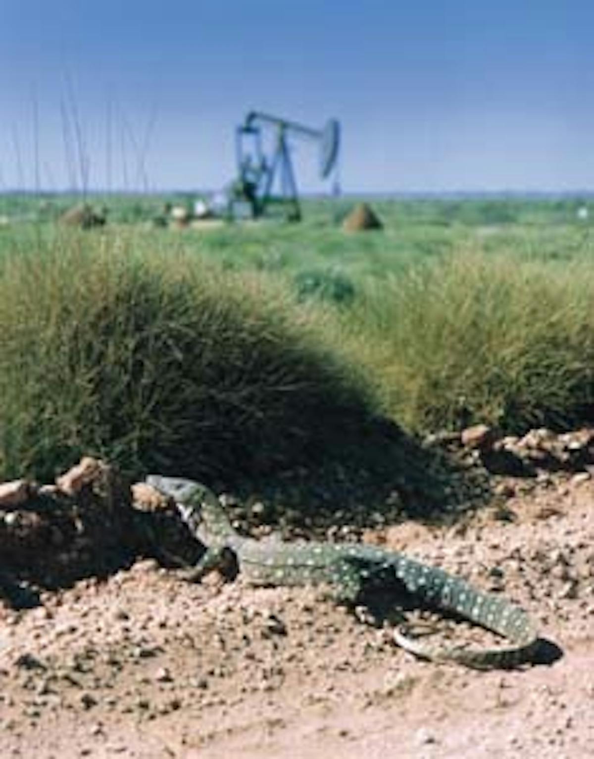 Ampolex becoming major Western Australia player, expanding operations ...