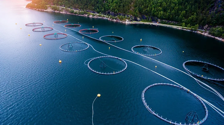 Hydromea, Unplugged to build a miniature resident underwater drone ...