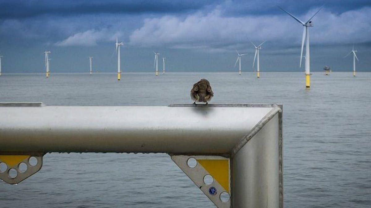 TenneT shuts down wind farm to protect migratory birds | Offshore