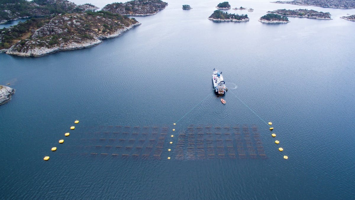 Partnership to assess co-location of seaweed farms alongside offshore ...