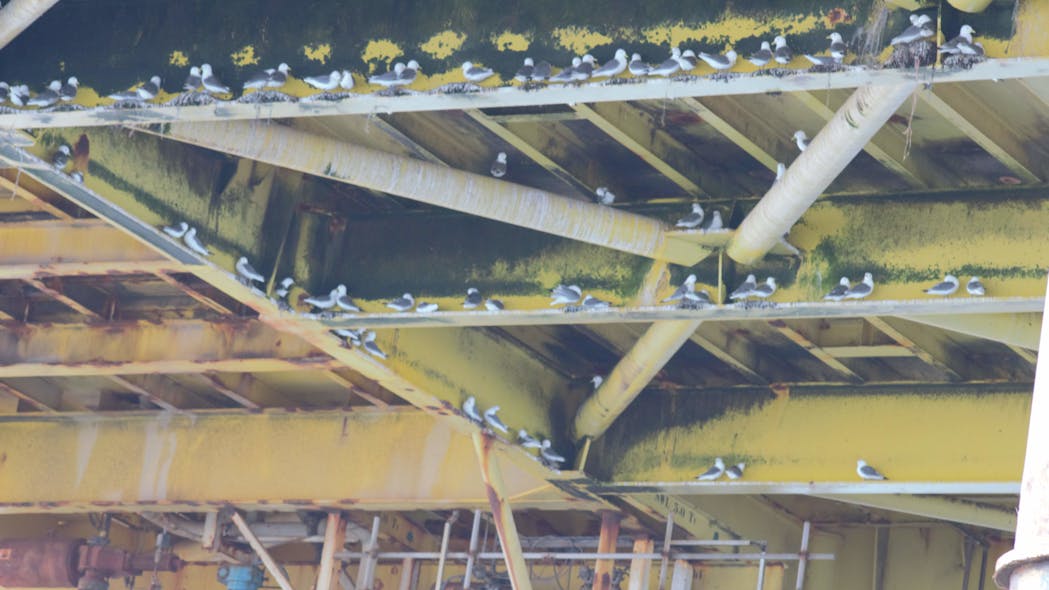 Controlled falconry measures move kittiwakes from North Sea platforms ...