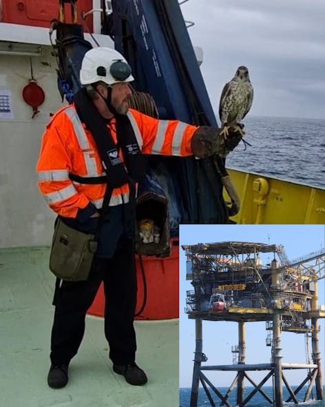 Controlled falconry measures move kittiwakes from North Sea platforms ...